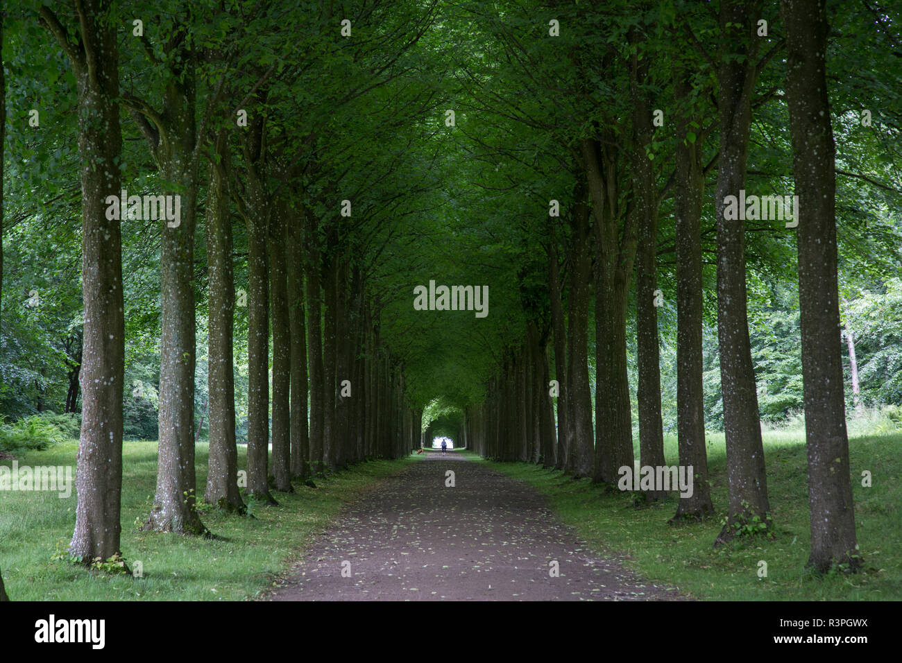 Tree alley at Fredensborg Palace, Denmark Stock Photo - Alamy