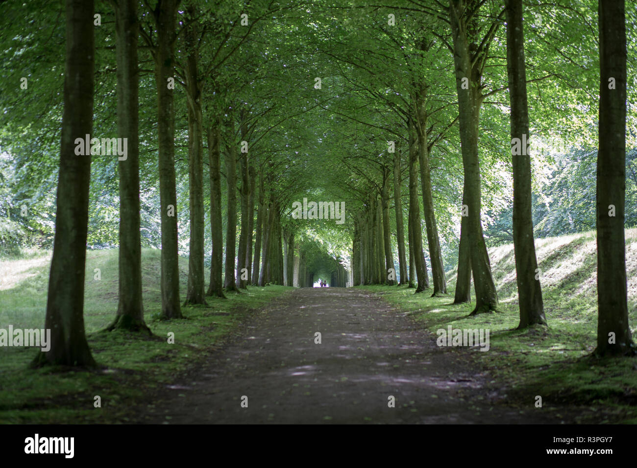 Tree alley at Fredensborg Palace, Denmark Stock Photo - Alamy