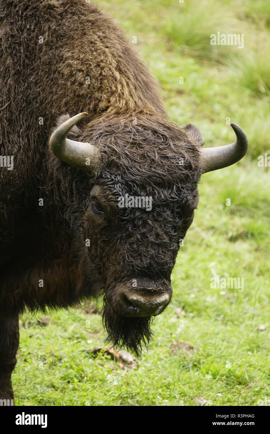 Bison skin hi-res stock photography and images - Alamy
