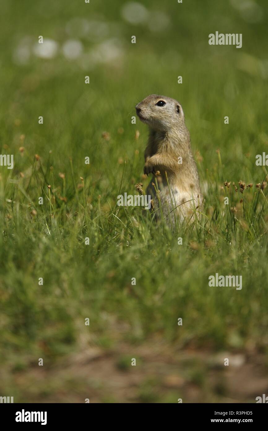 Lateral angle hi-res stock photography and images - Alamy