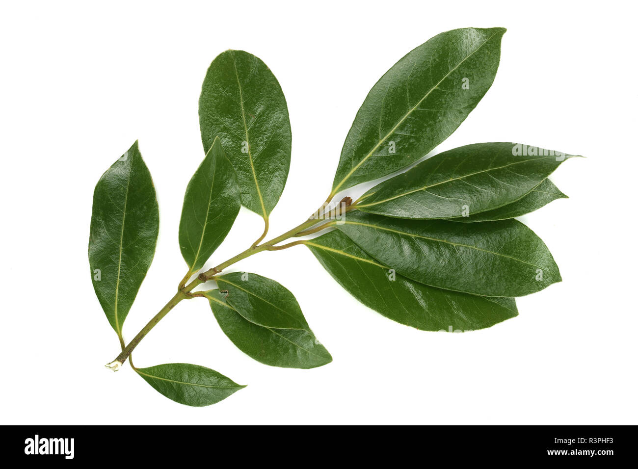 A branch of laurel isolated on white background. Fresh bay leaves. Top ...