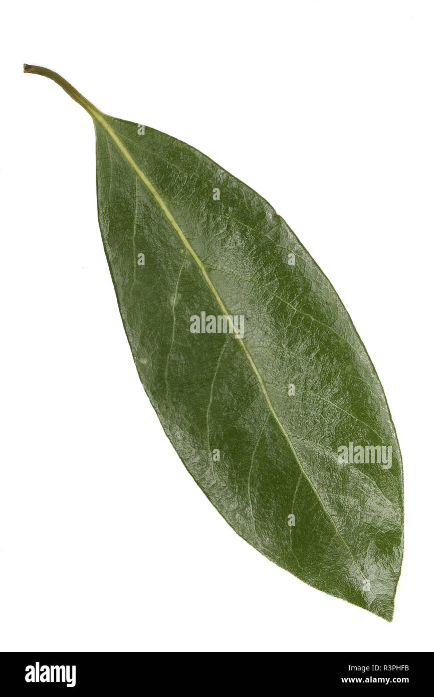 Single laurel leaf hi-res stock photography and images - Alamy