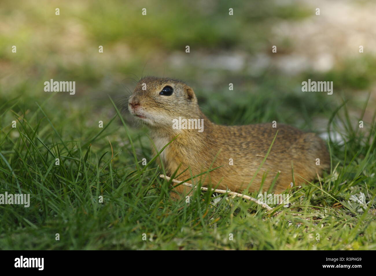 Lateral angle hi-res stock photography and images - Alamy