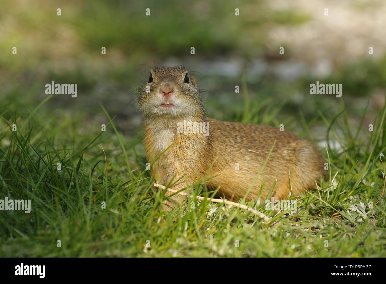 Rodent perspective hi-res stock photography and images - Alamy