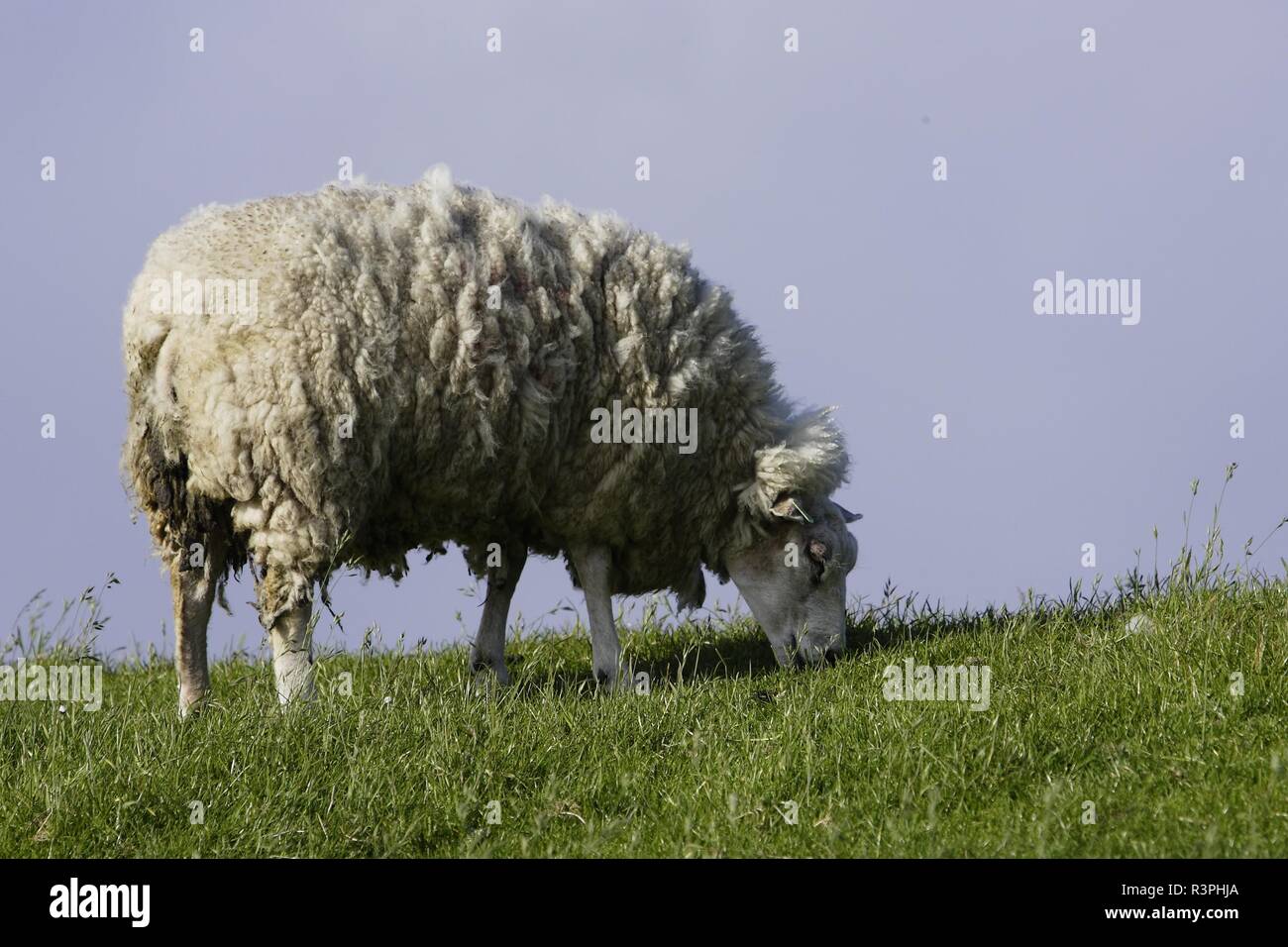 Grazed skin hi-res stock photography and images - Alamy