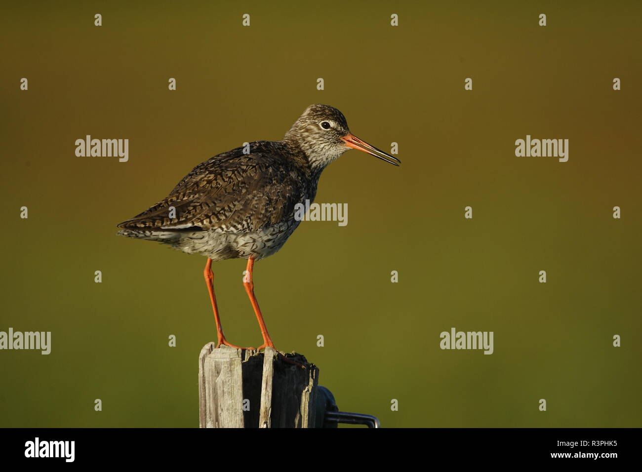 Birds of the netherlands hi-res stock photography and images - Alamy