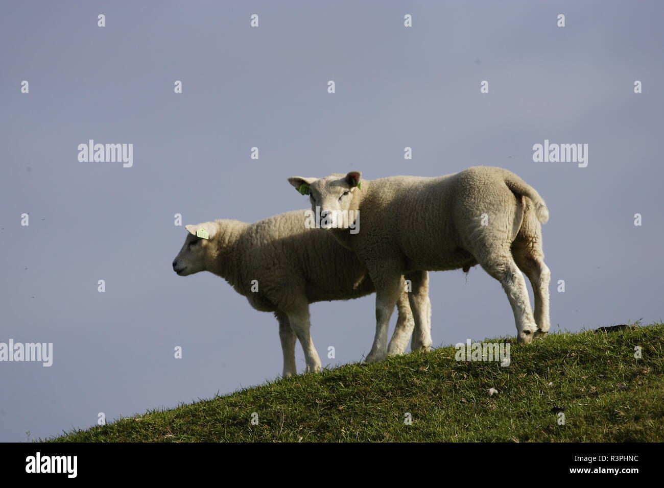 Fleischschaf hi-res stock photography and images - Alamy