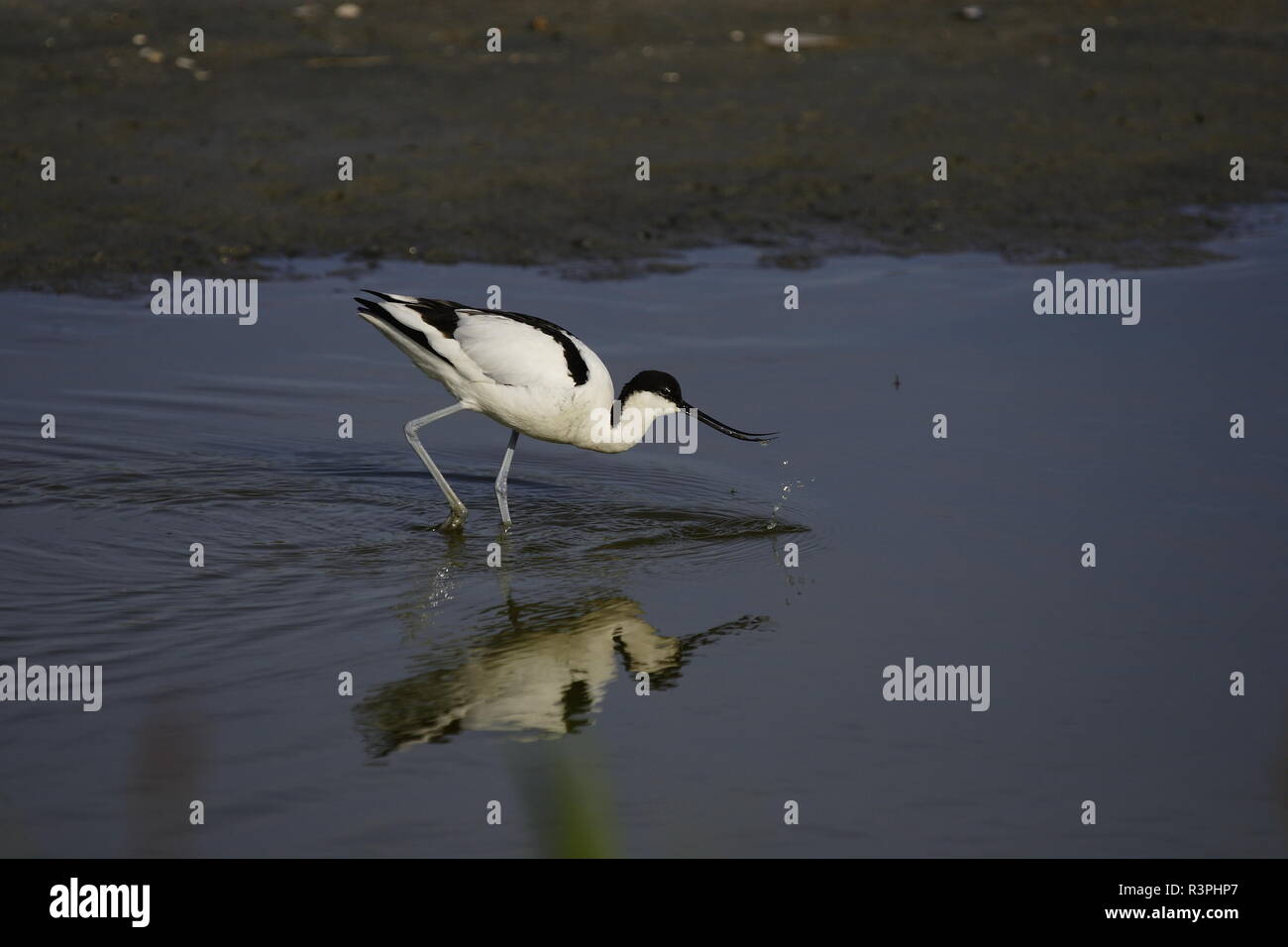 Birds of the netherlands hi-res stock photography and images - Alamy
