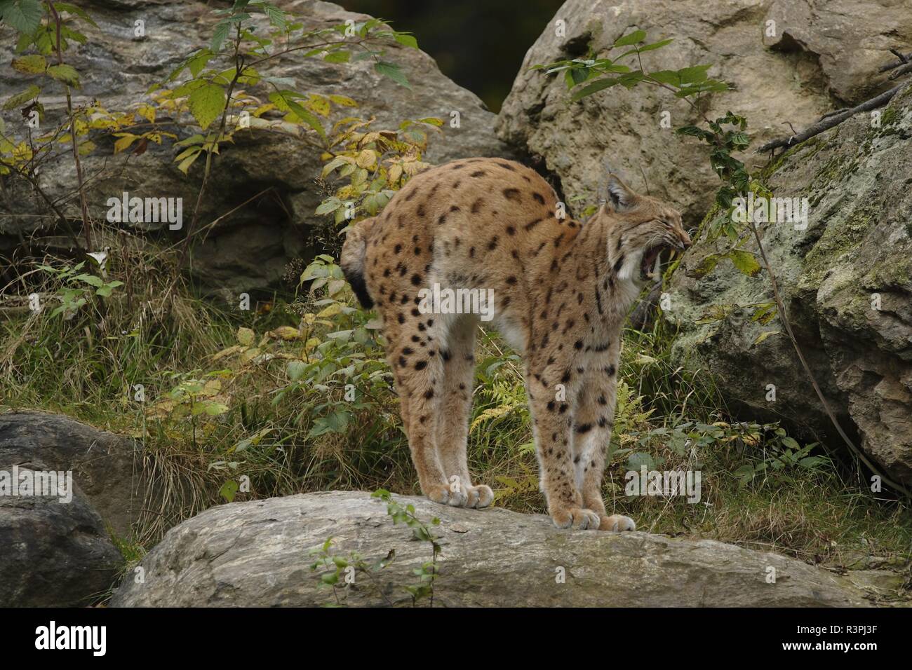 Cats hump hi-res stock photography and images - Alamy