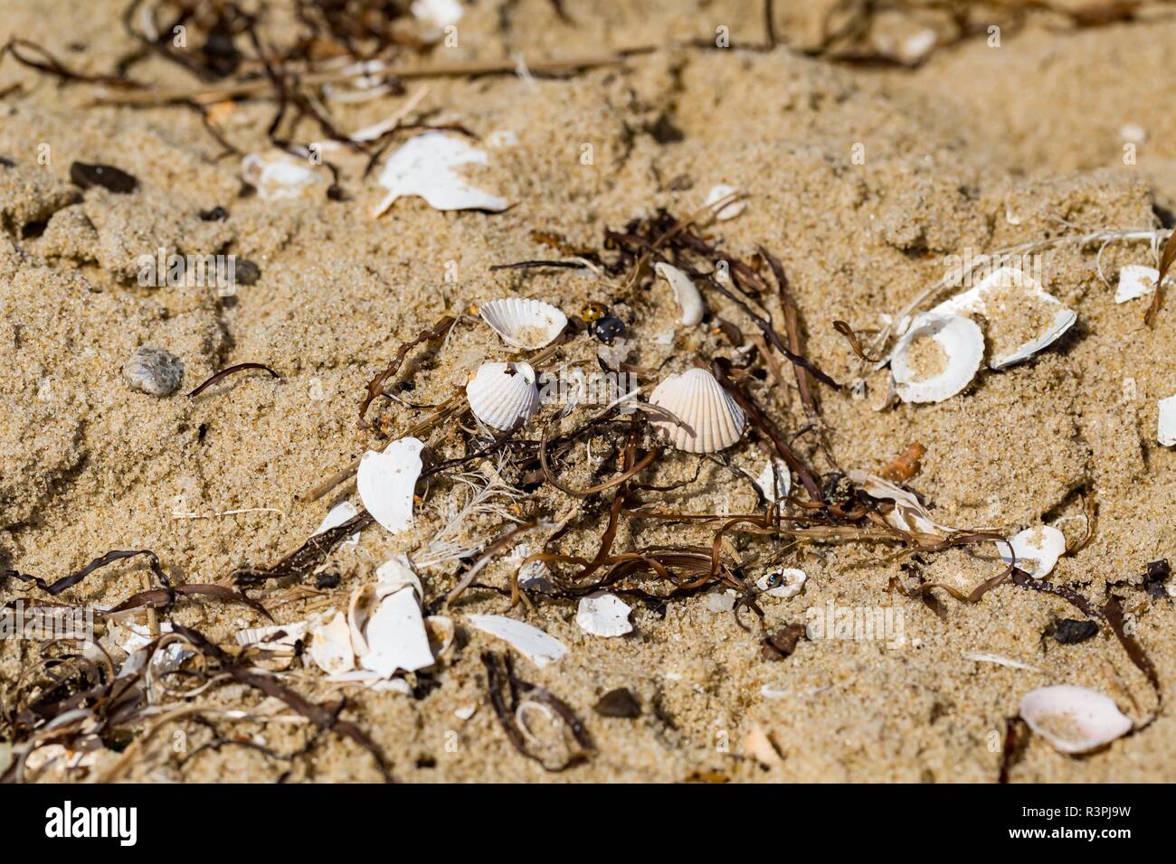 Small shells lying on sandy sea shore. Close up of beach sand and it's ...