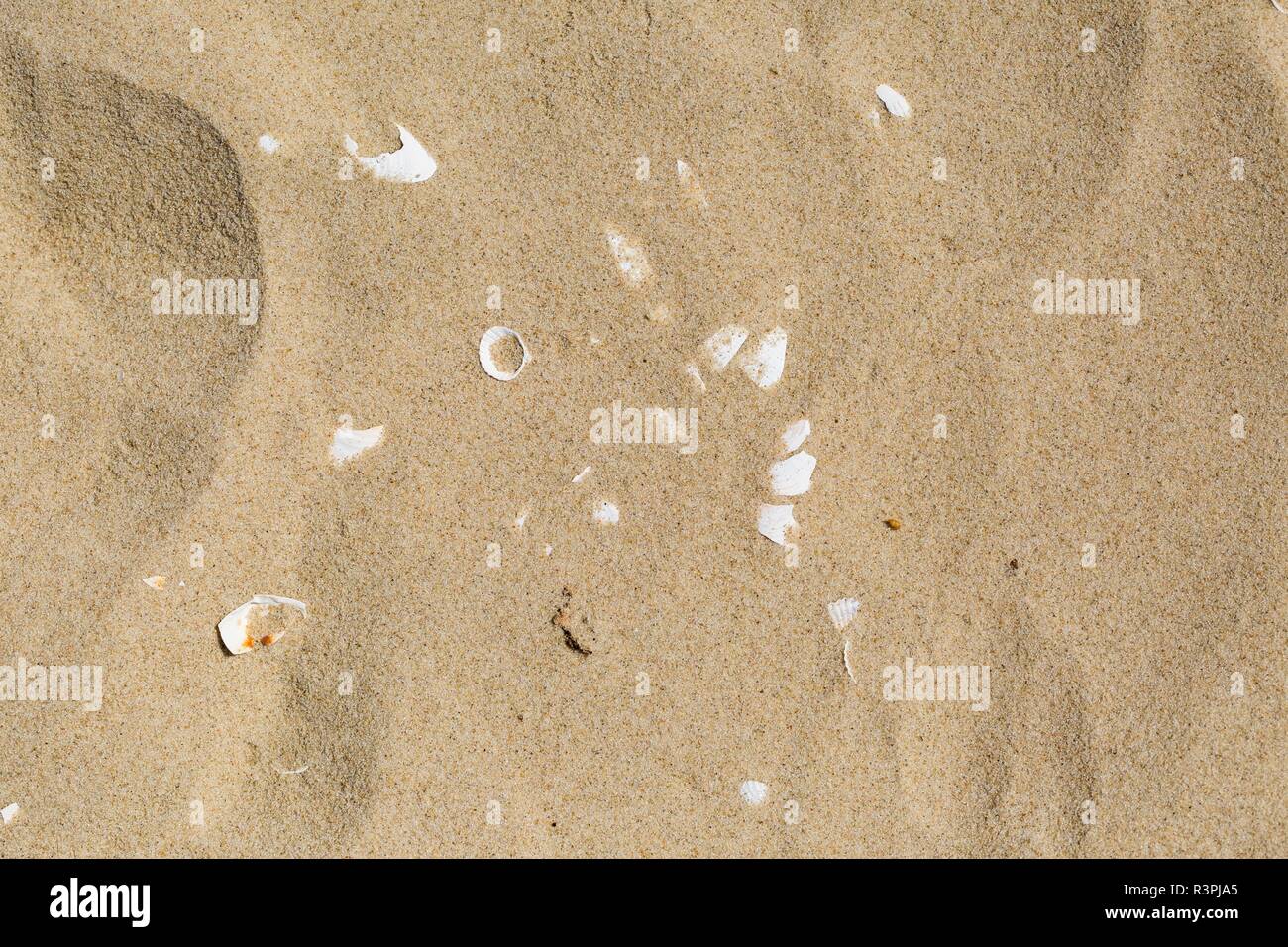 Small shells lying on sandy sea shore. Close up of beach sand and it's ...