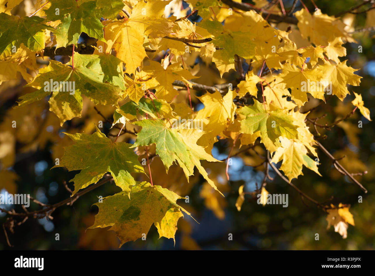 Leaves of the Sugar Maple (Acer Saccharum) Turning Yellow in Autumn ...