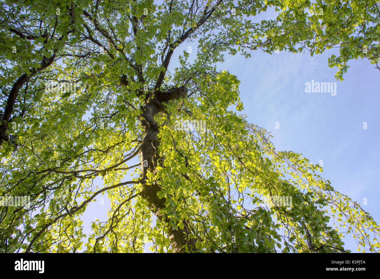 view into the shining treetop in spring Stock Photo - Alamy