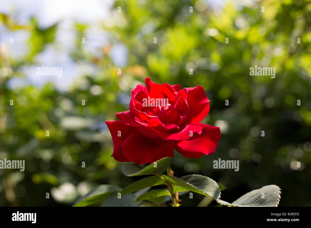 Shining petal hi-res stock photography and images - Alamy