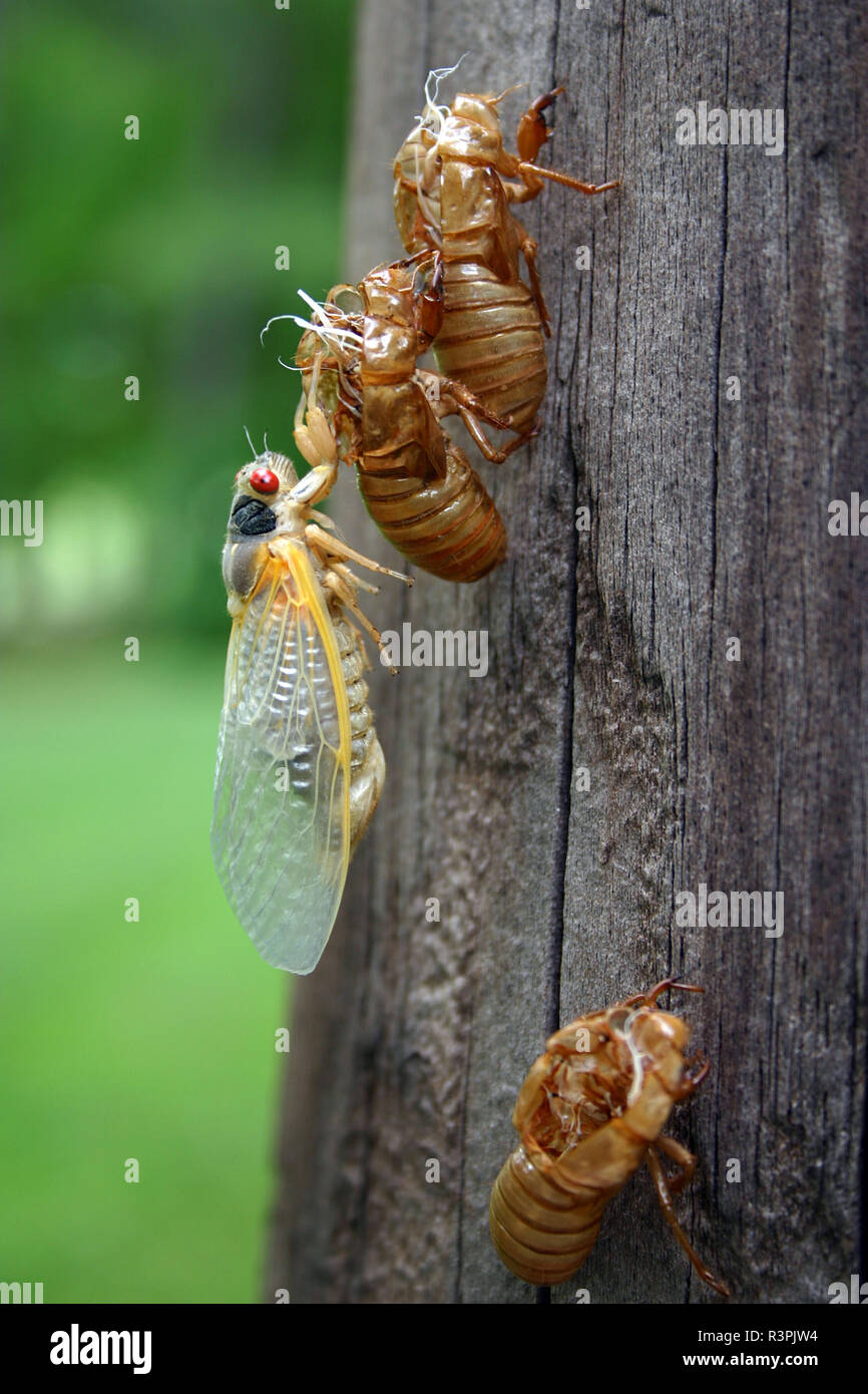 Colorful exoskeletons hi-res stock photography and images - Alamy