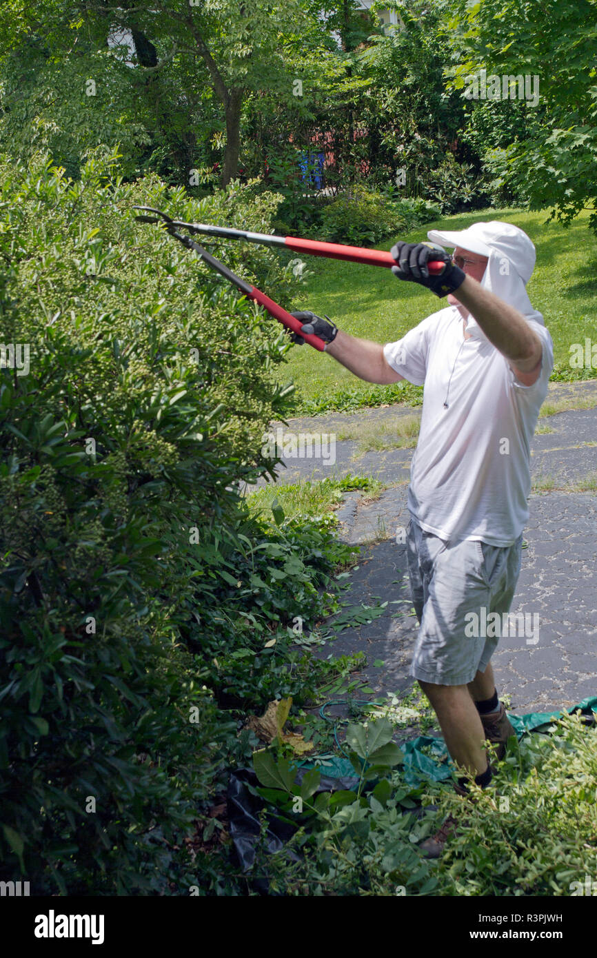 Older white man wields long handled pruning shears to prune a prickly ...