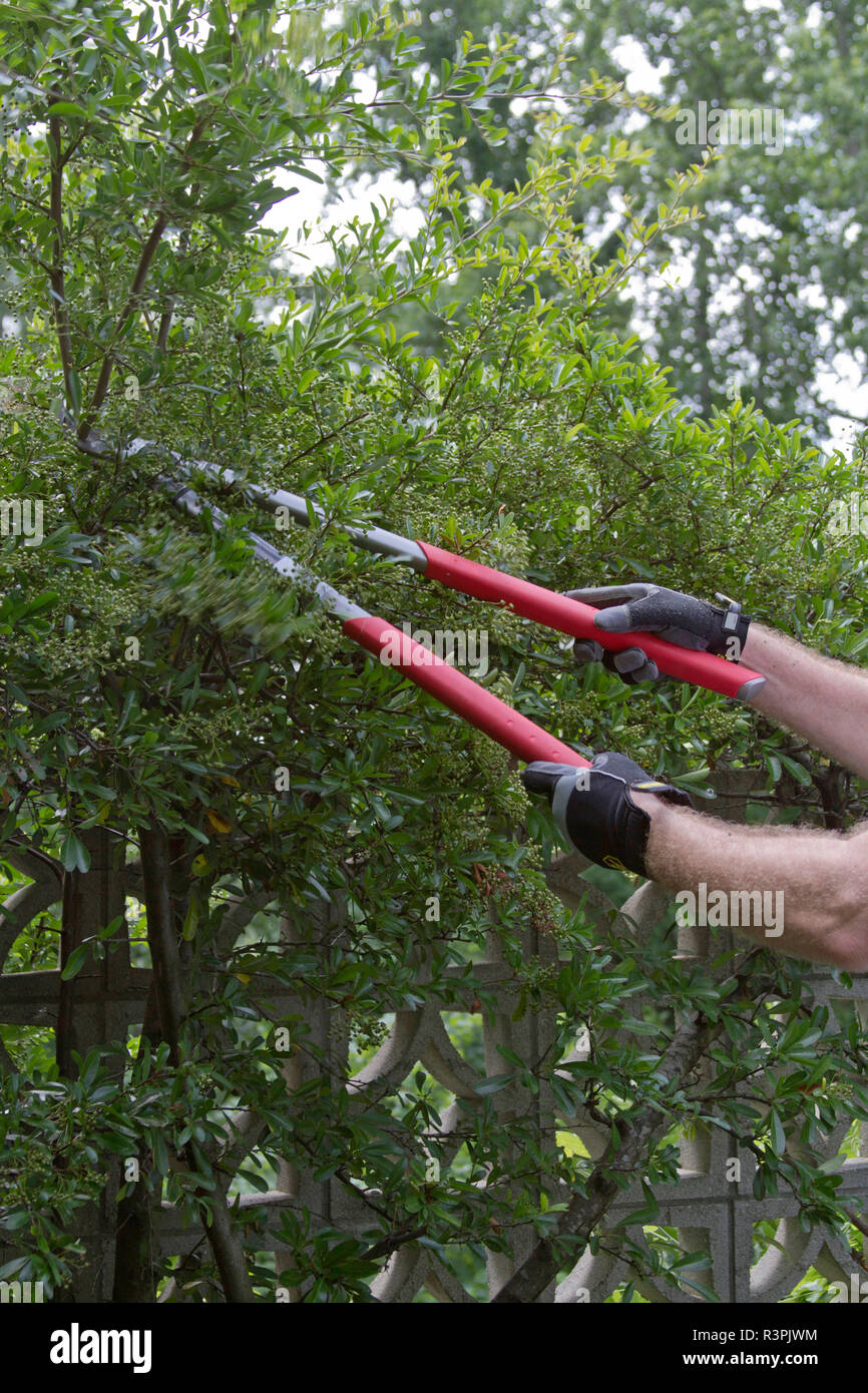Pruning shears long handled hi-res stock photography and images - Alamy