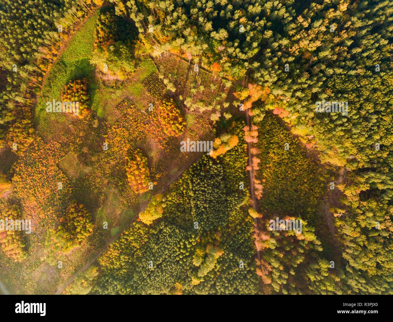 Aerial top down landscape with beautiful autumn forest from above. Bird ...