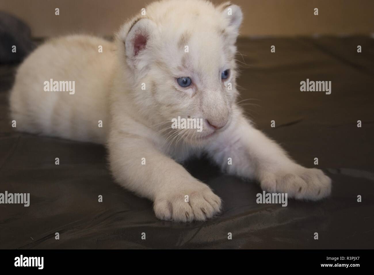 White Tiger Without Stripes