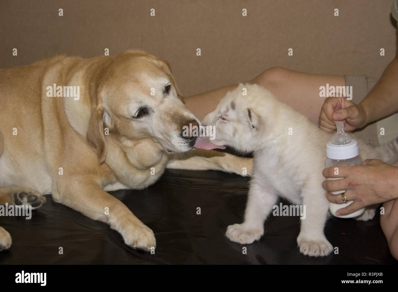 Bottle feeding young tiger cubs hi-res stock photography and images - Alamy
