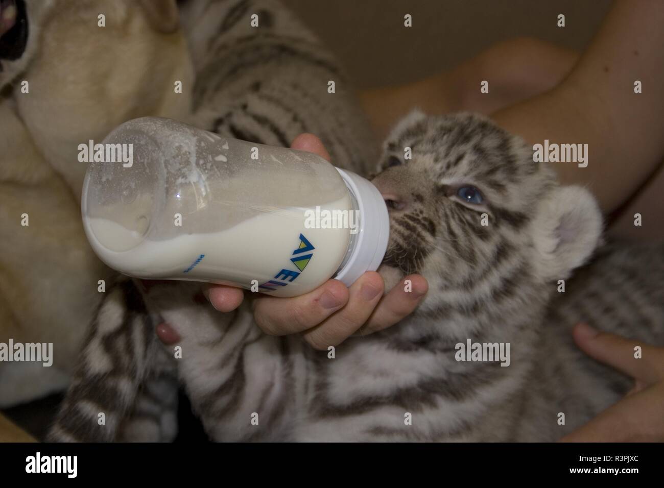 Labrador and white tiger cubs Stock Photo - Alamy