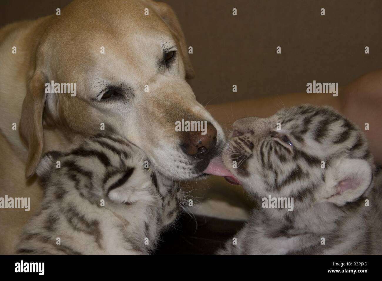 Tiger cleaning cub hi-res stock photography and images - Alamy