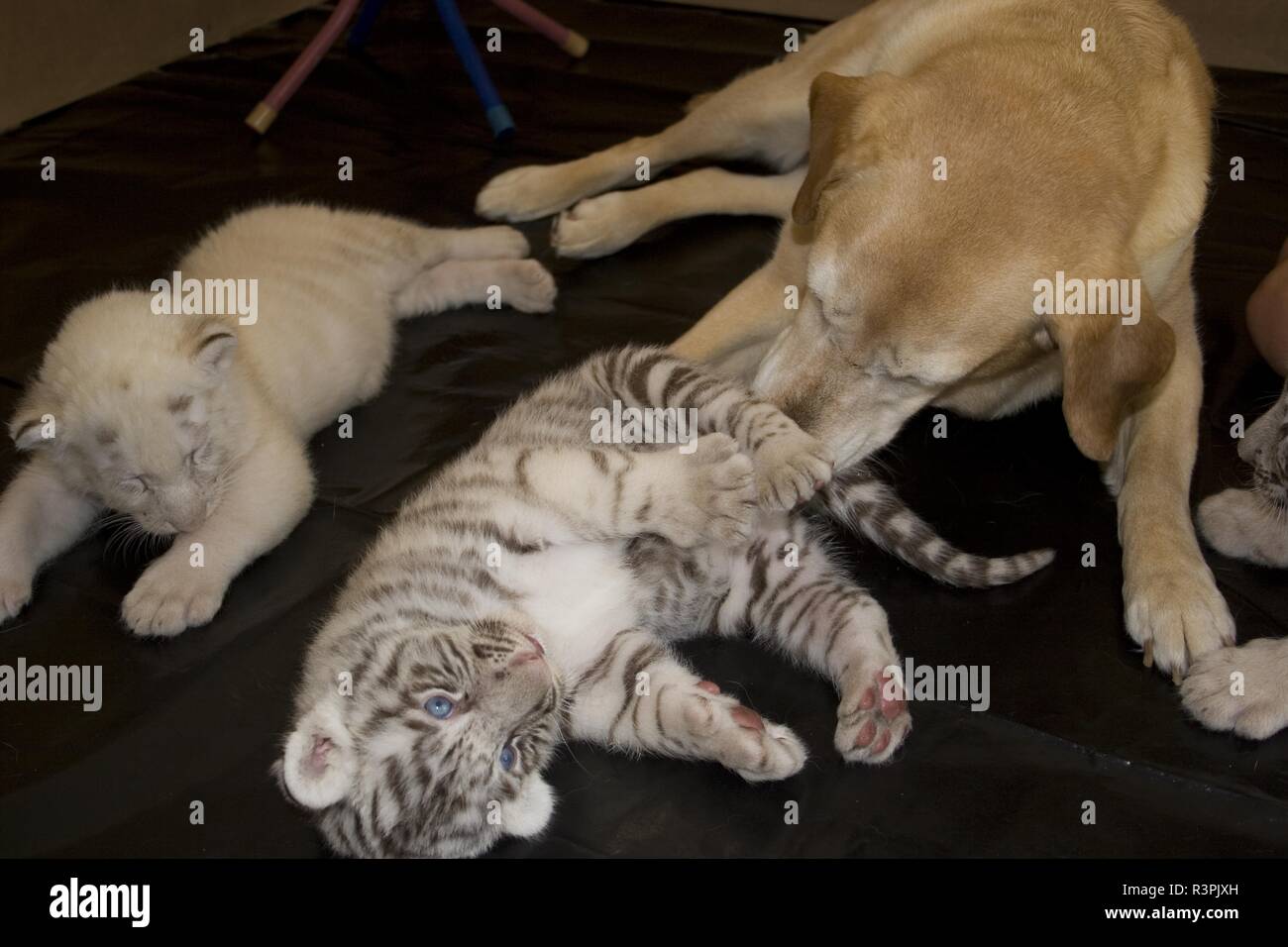 Labrador and white tiger cubs Stock Photo - Alamy