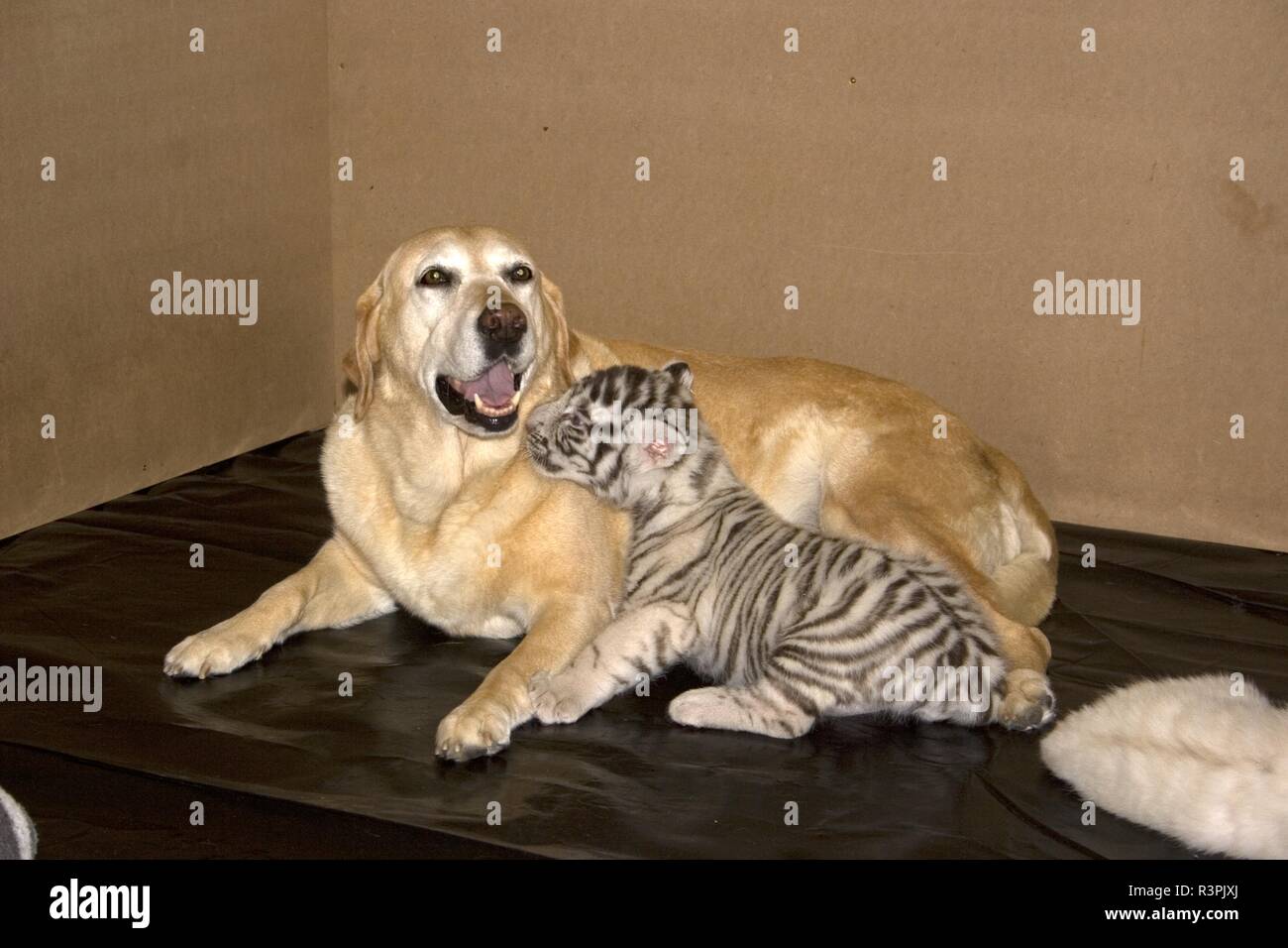 Labrador and white tiger cubs Stock Photo - Alamy