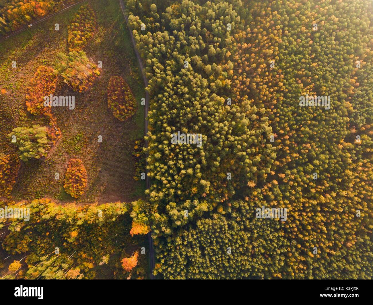 Aerial top down landscape with beautiful autumn forest from above. Bird ...