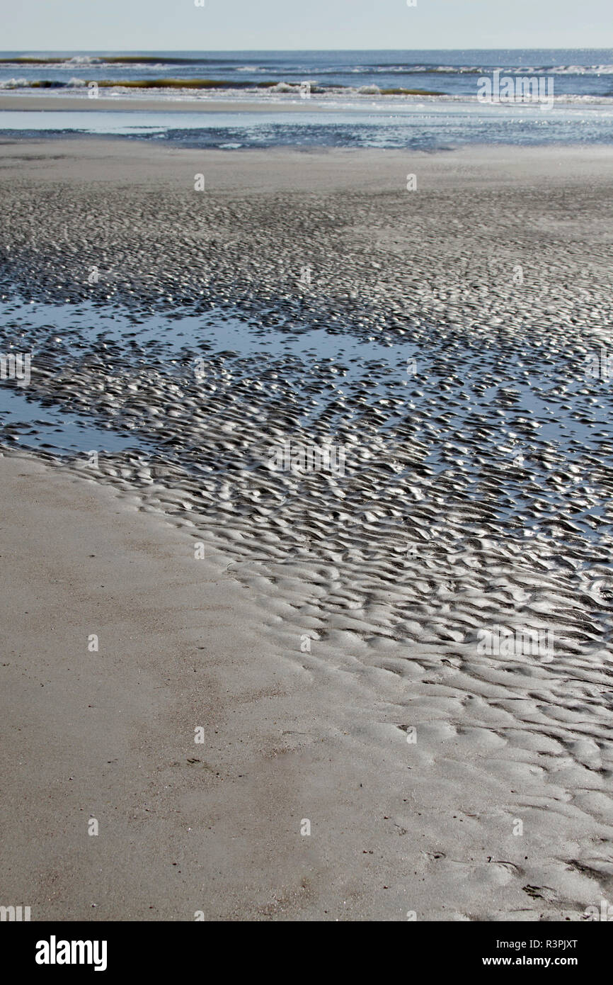 Sea life of a tidepool hi-res stock photography and images - Alamy