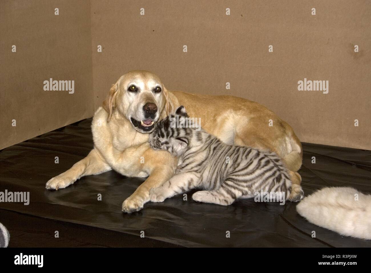 Labrador and white tiger cubs Stock Photo - Alamy