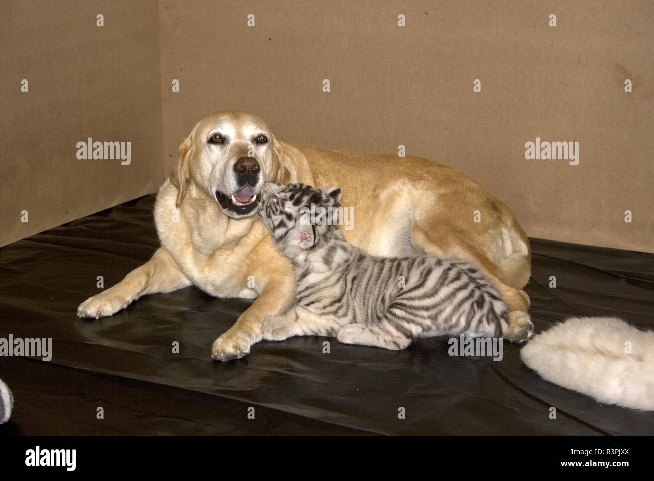 Labrador and white tiger cubs Stock Photo - Alamy