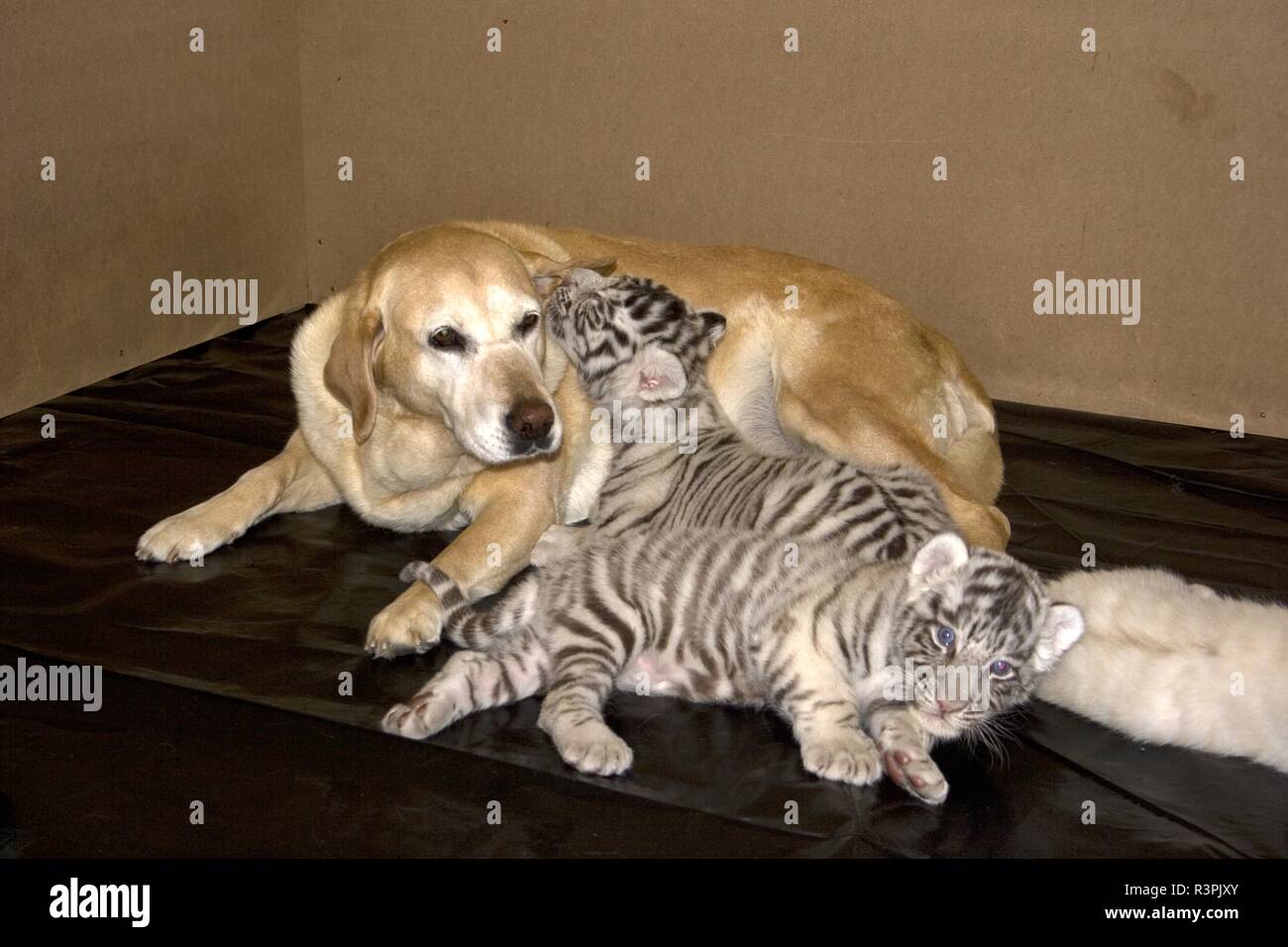 Labrador and white tiger cubs Stock Photo - Alamy