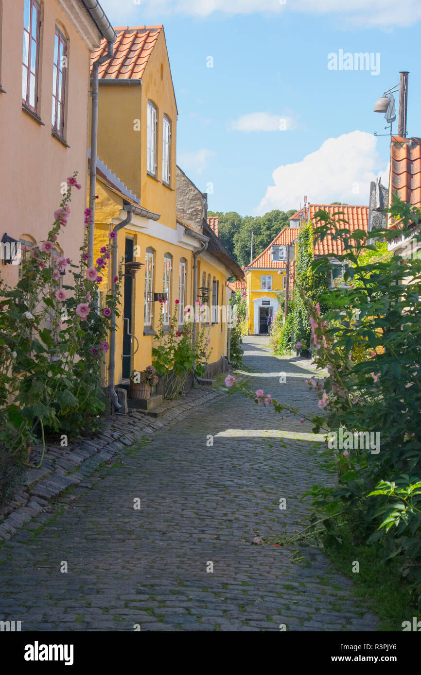 Hollyhock in dragor village hi-res stock photography and images - Alamy