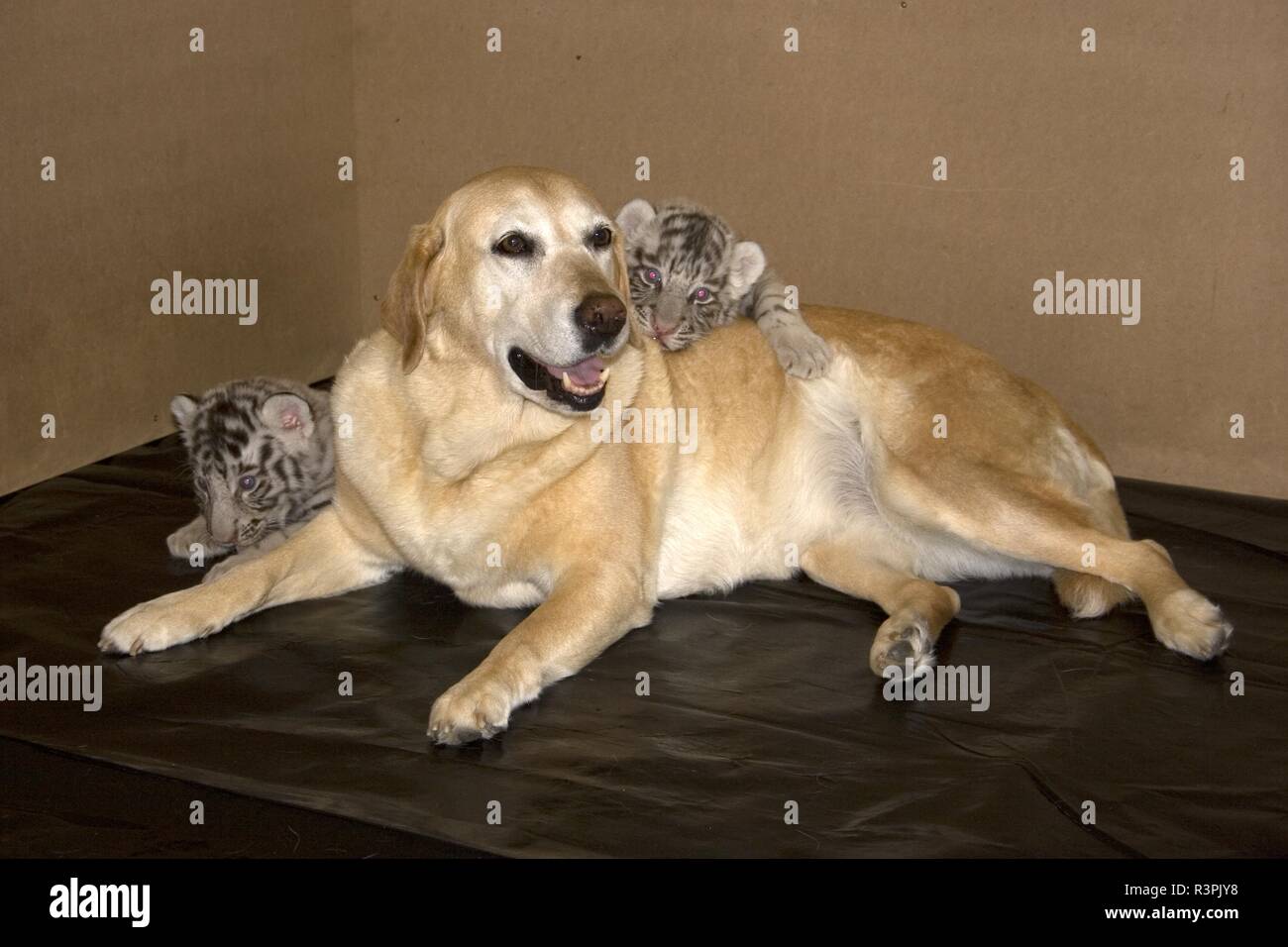 Labrador and white tiger cubs Stock Photo - Alamy