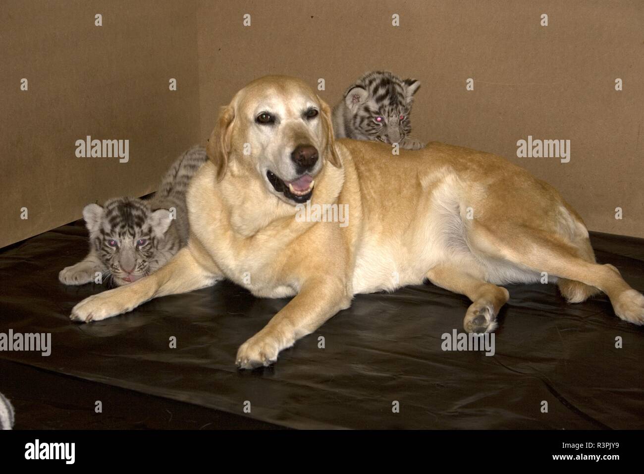 Labrador cubs hi-res stock photography and images - Alamy