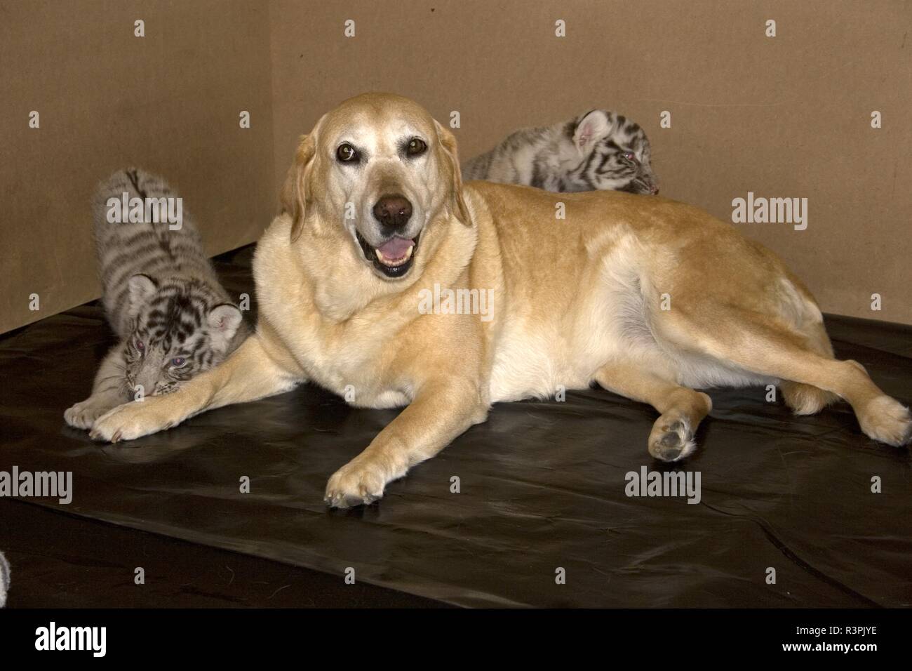 Labrador and white tiger cubs Stock Photo - Alamy
