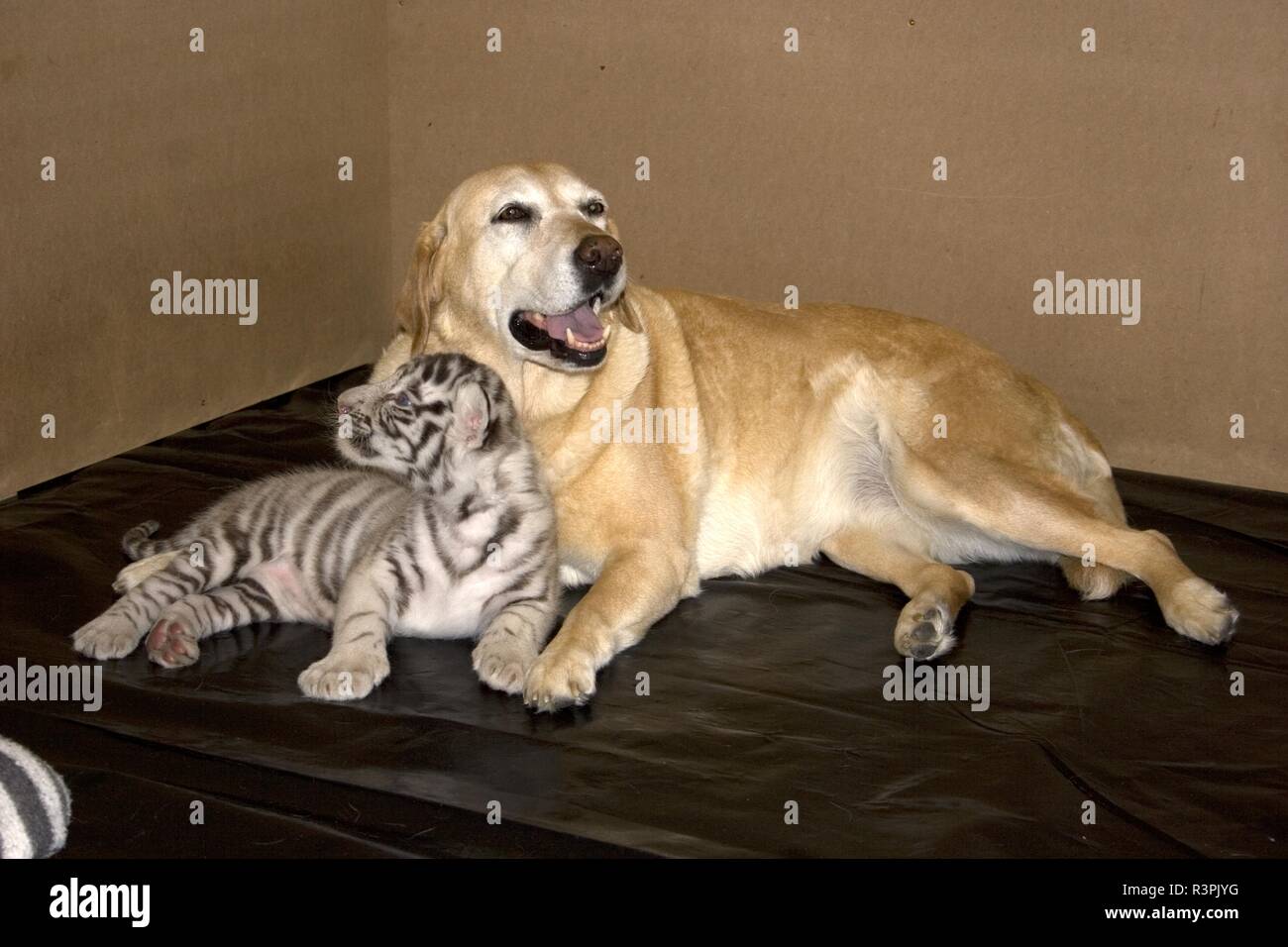 Labrador and white tiger cubs Stock Photo - Alamy