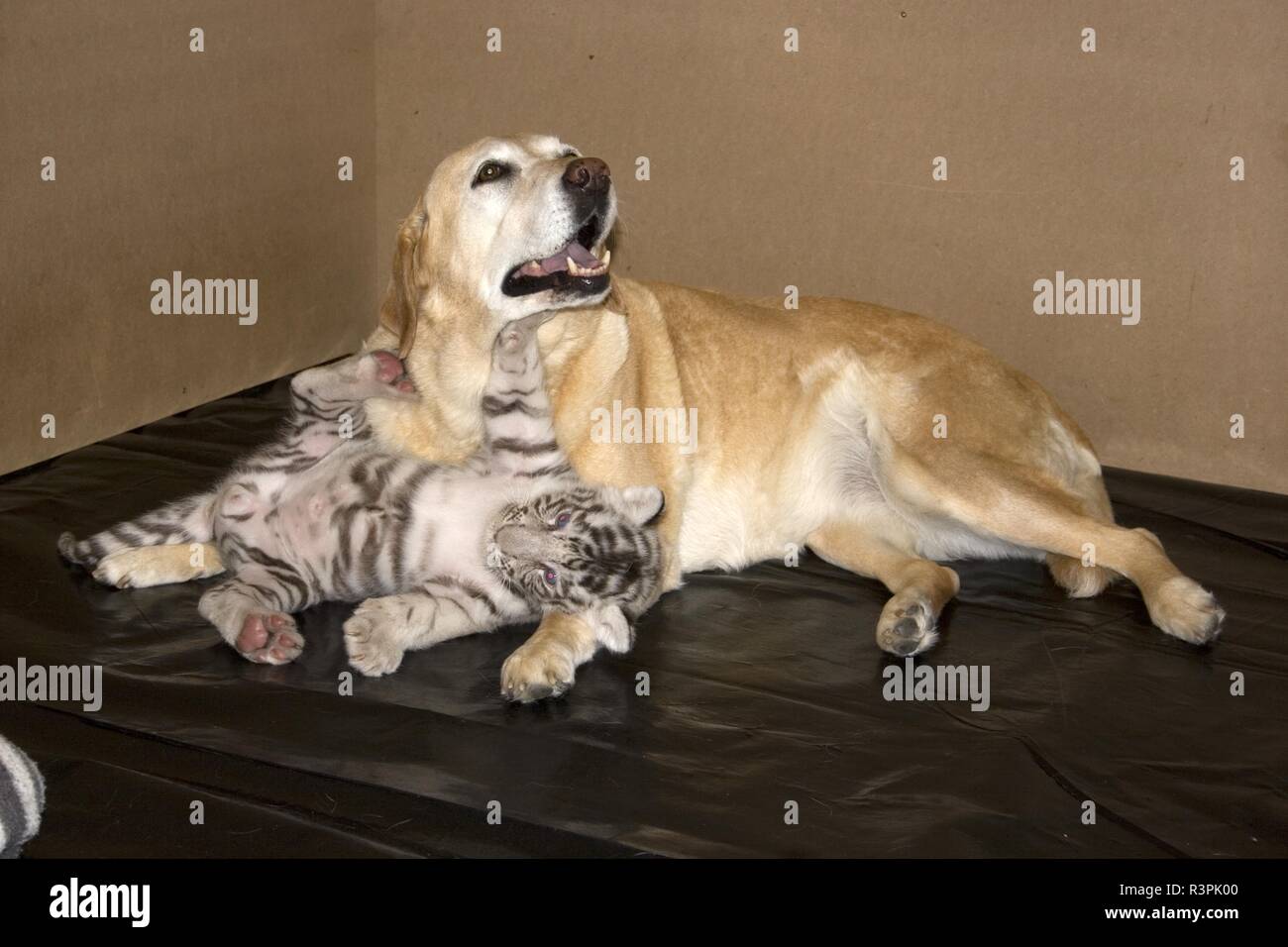 Labrador and white tiger cubs Stock Photo - Alamy