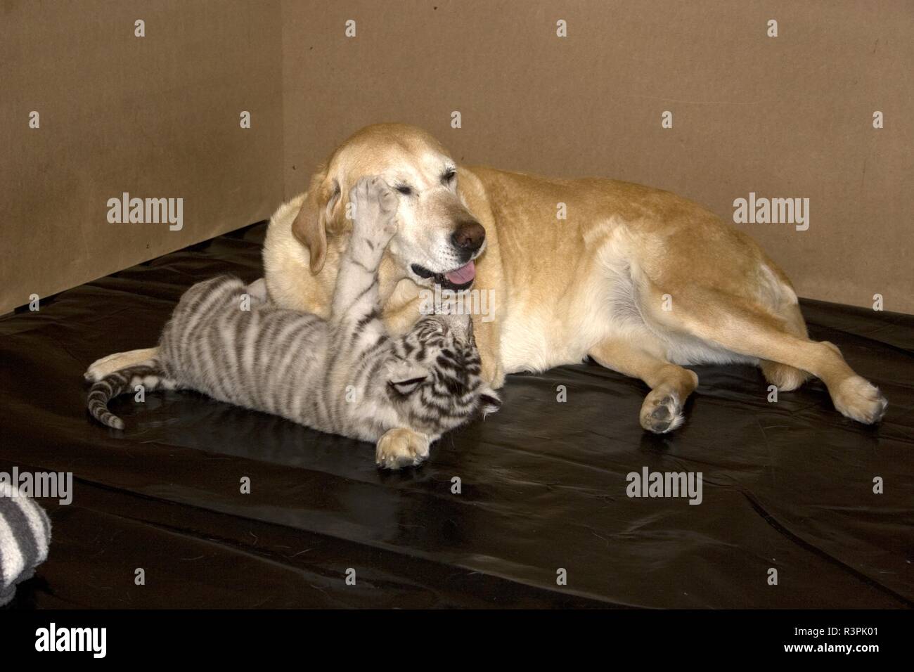 Labrador and white tiger cubs Stock Photo - Alamy