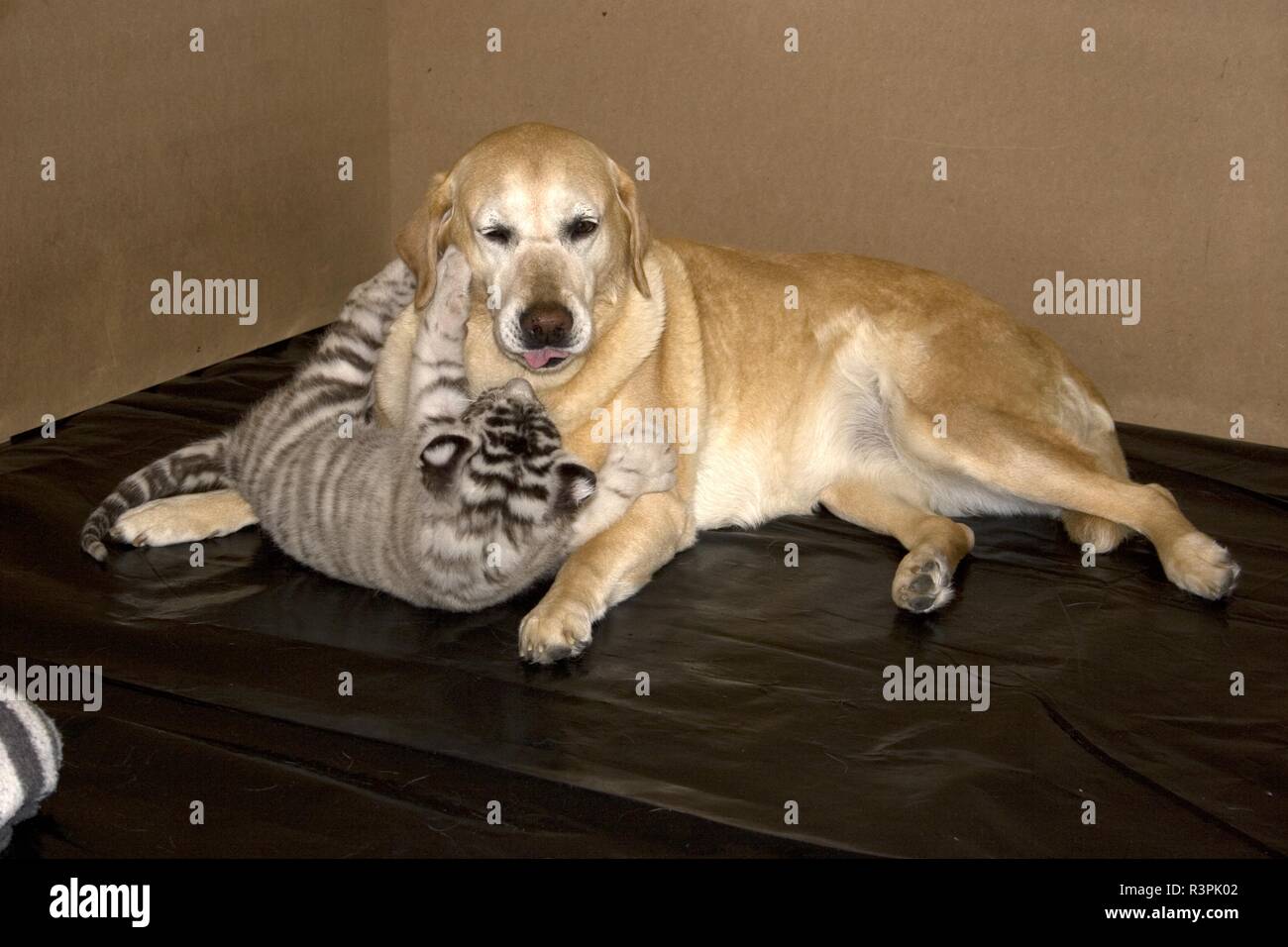 Labrador and white tiger cubs Stock Photo - Alamy