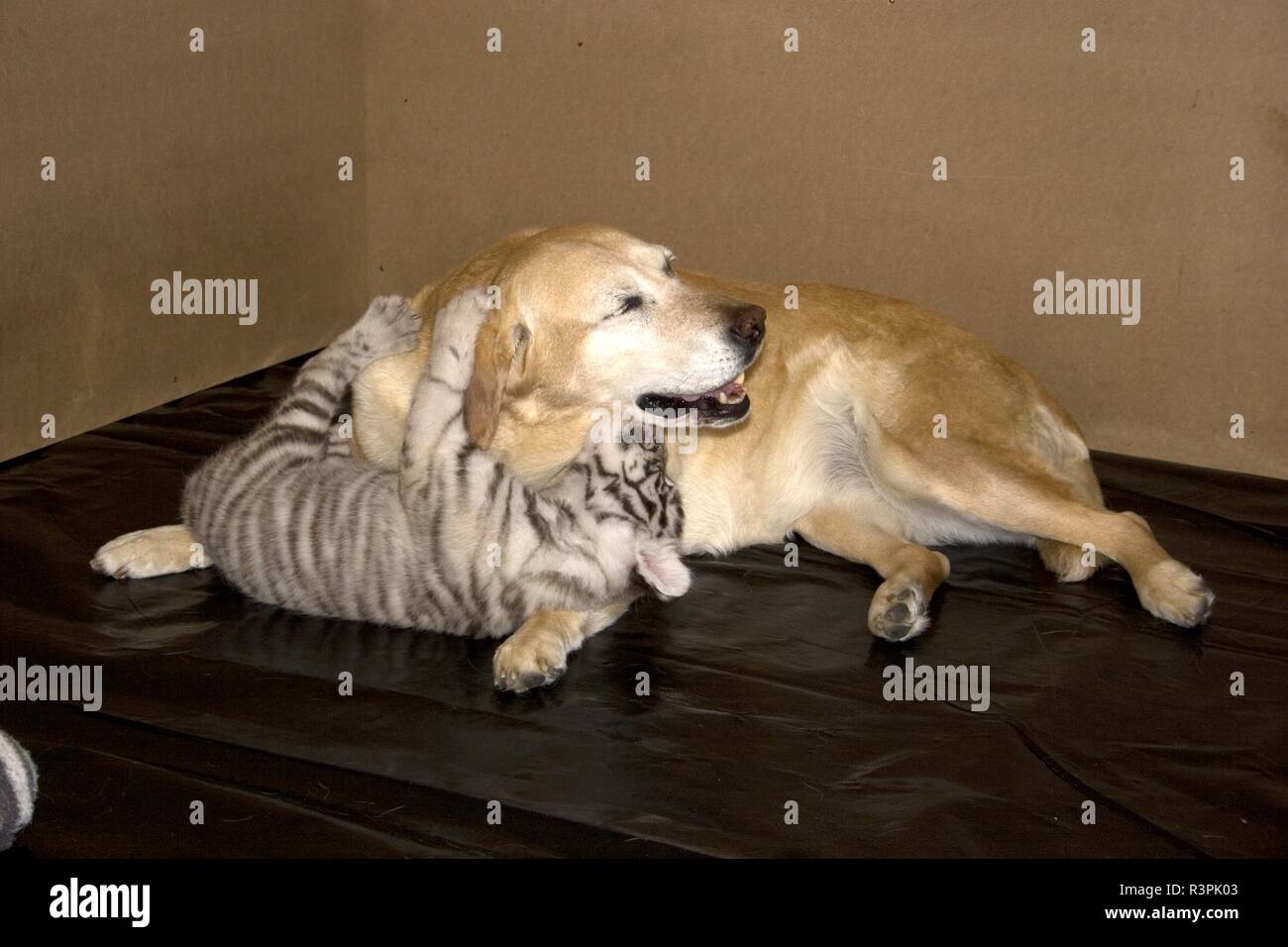 Labrador cubs hi-res stock photography and images - Alamy