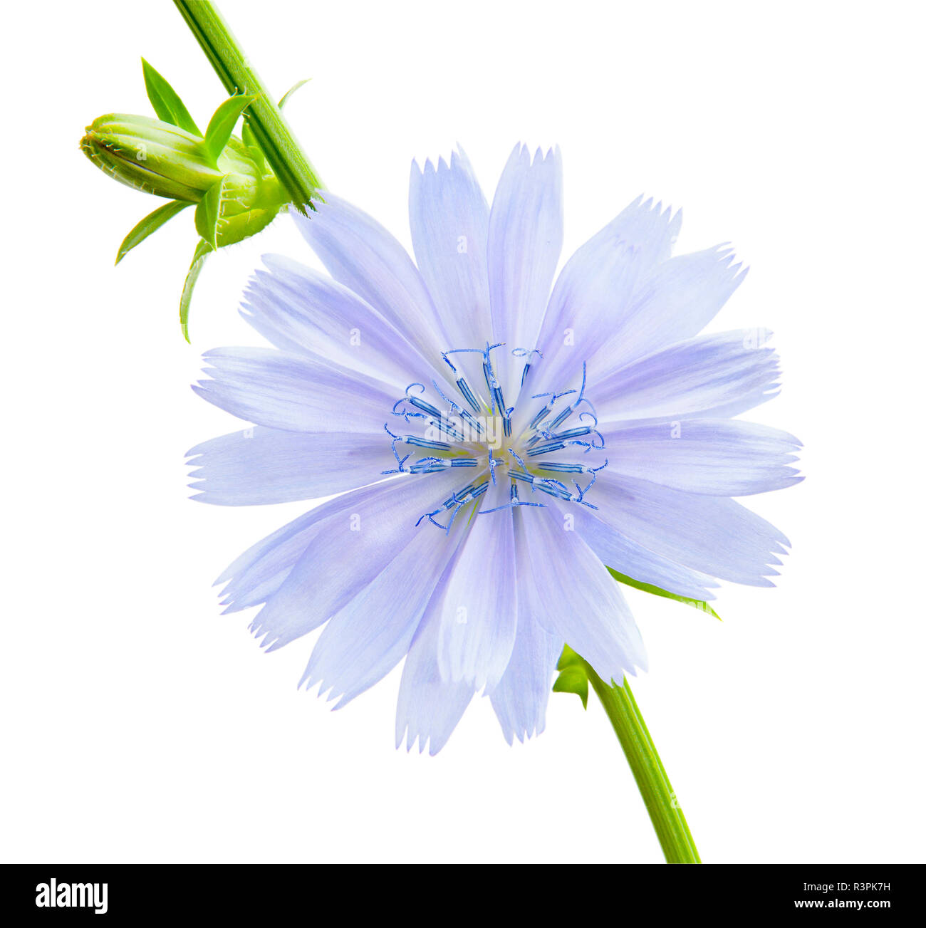 Flower chicory. Beautiful blue chicory flower isolated on white ...