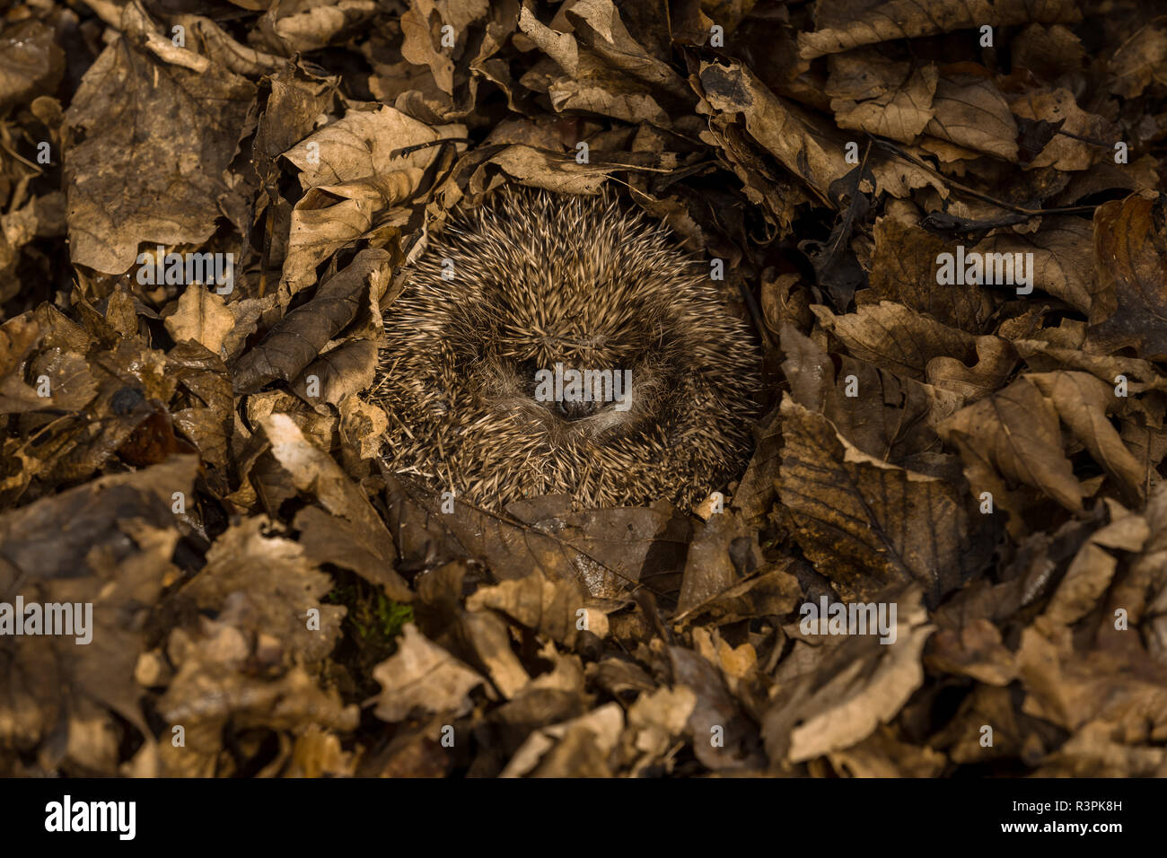 Hedgehog Hibernation Stock Photos & Hedgehog Hibernation Stock Images ...