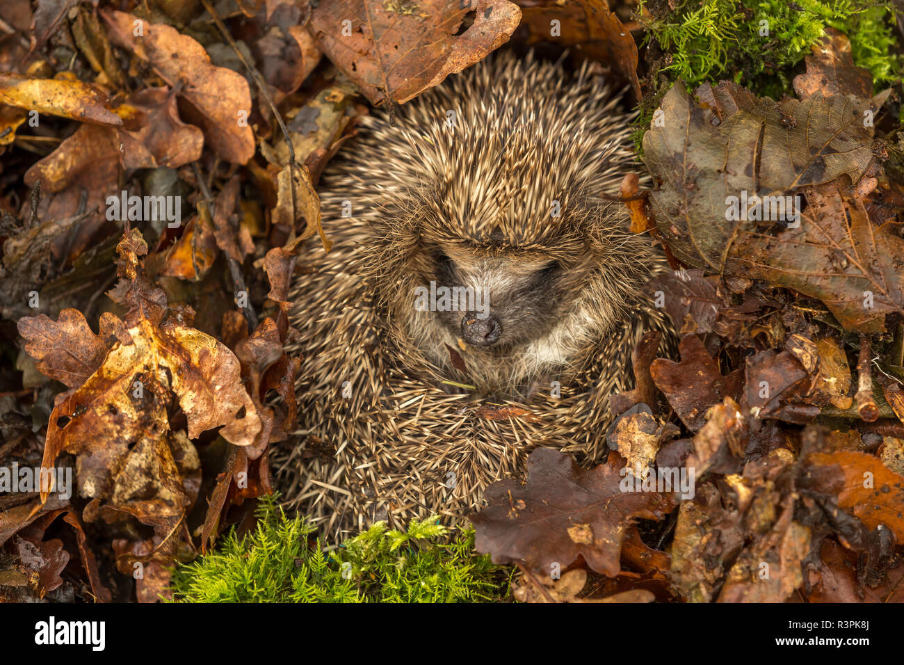 Wild, native hedgehog foraging in hedgehog friendly garden. Taken ...