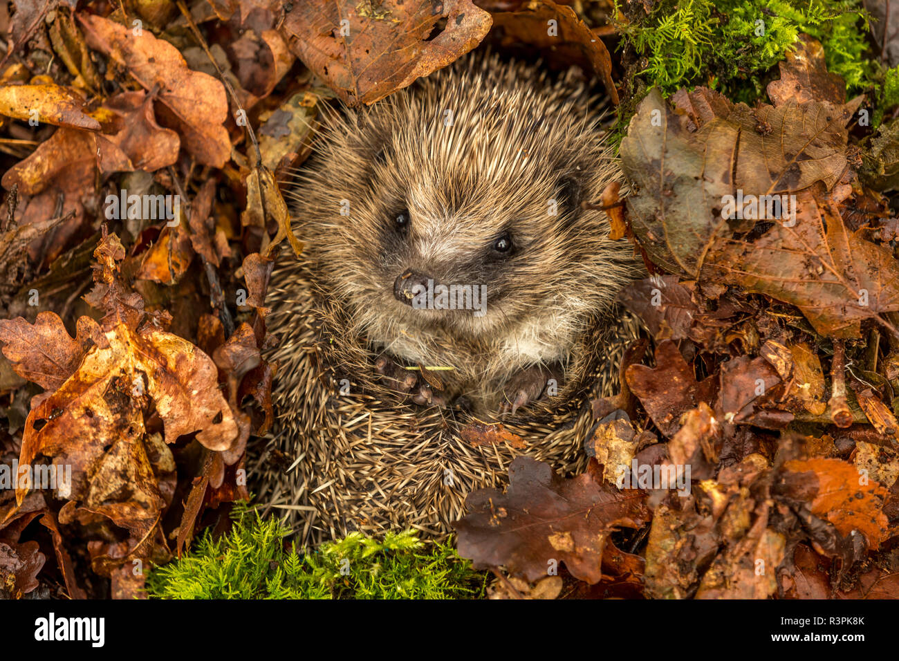 Wild, native hedgehog foraging in hedgehog friendly garden. Taken ...