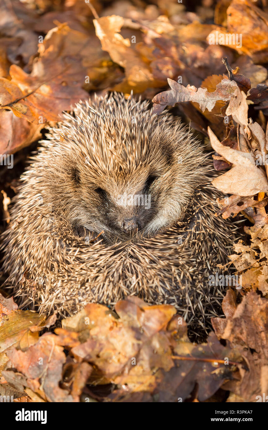 Hedgehog, wild, native, European hedgehog in natural woodland habitat ...
