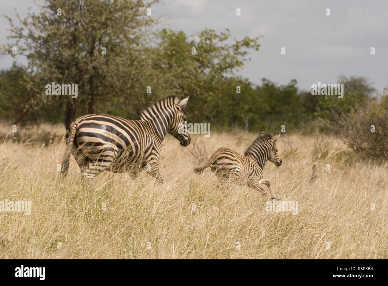 burchells zebra, kruger, south africa national park Stock Photo - Alamy