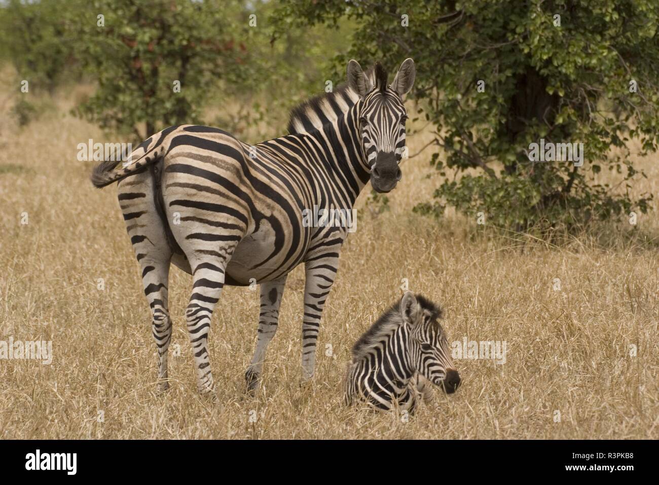 burchells zebra, kruger, south africa national park Stock Photo - Alamy