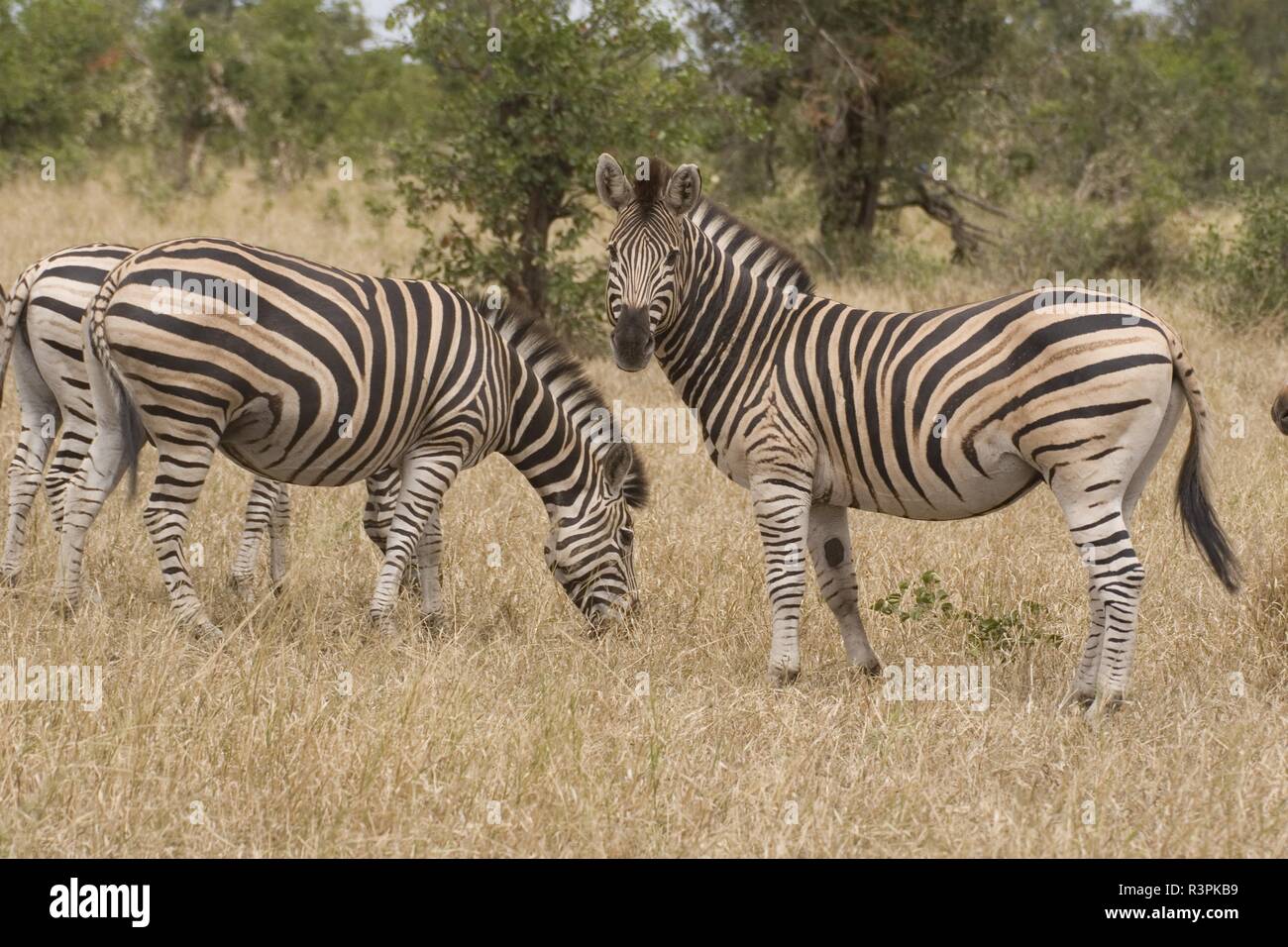 burchells zebra, kruger, south africa national park Stock Photo - Alamy